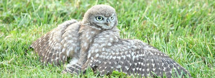Als de zon schijnt | Vogelbescherming