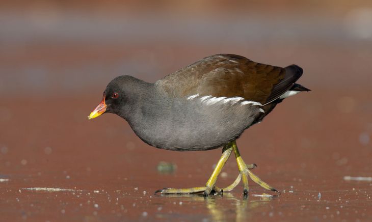 Waterhoen | Vogelbescherming