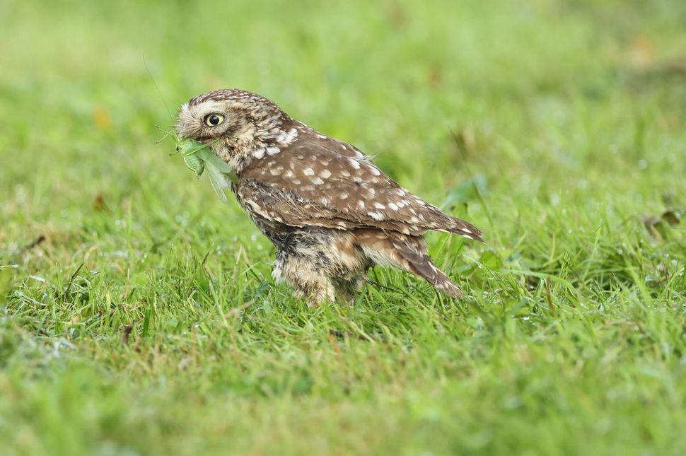 steenuil met prooi | Vogelbescherming