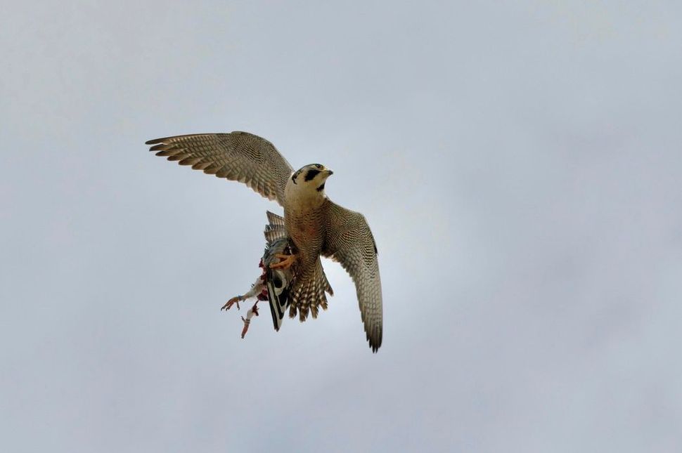 Slechtvalk | Vogelbescherming