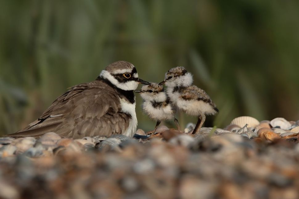 kleine plevier met kroost | Vogelbescherming