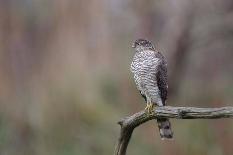 sperwer op de uitkijk | Vogelbescherming