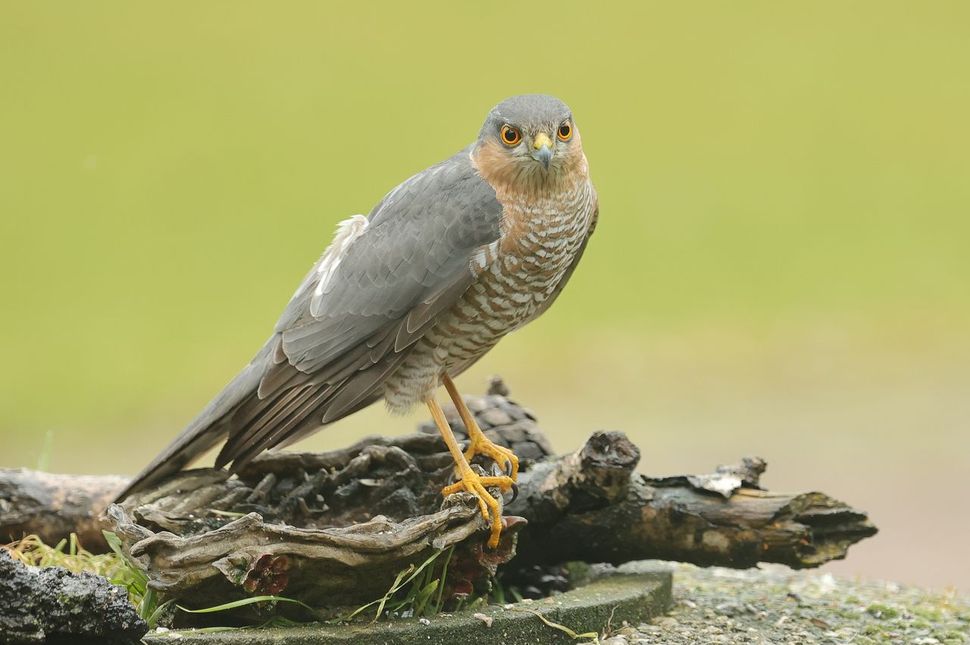 Sperwer op jacht | Vogelbescherming