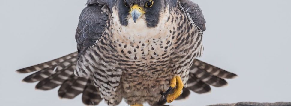Zomaar een indringer | Vogelbescherming