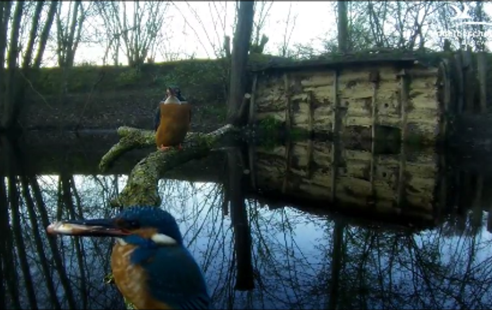 Echte liefde: een vette vis | Vogelbescherming