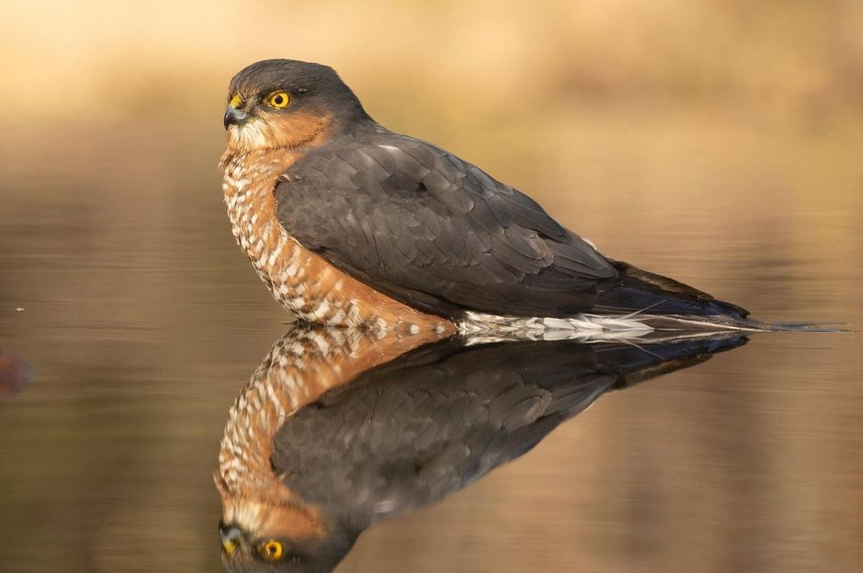 Sperwer in bad | Vogelbescherming