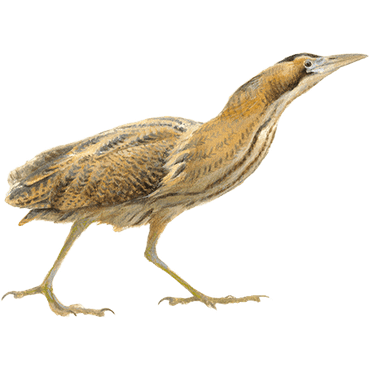 Roerdomp | Vogelbescherming