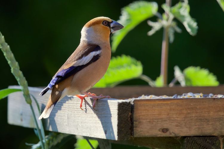 Appelvink bij voederplank | Vogelbescherming