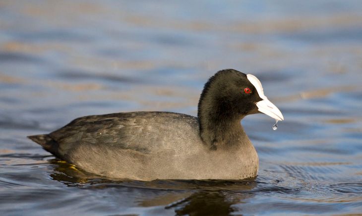 Meerkoet | Vogelbescherming