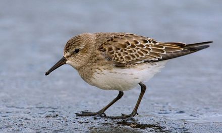 Bonapartes strandloper | Vogelbescherming