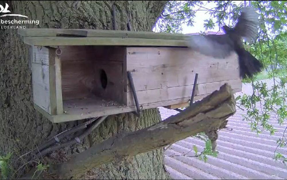 Brutale merel (Do) | Vogelbescherming