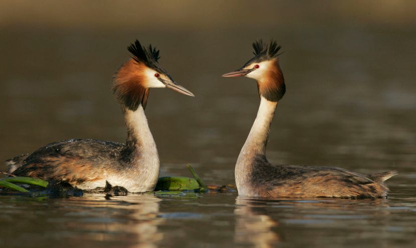 Fuut | Vogelbescherming