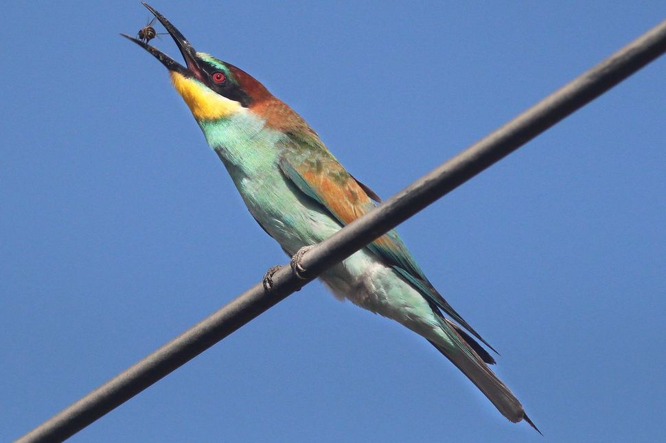 European Bee Eater feeding on bees | Vogelbescherming