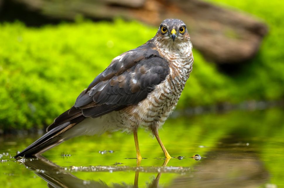 Sperwer in bad | Vogelbescherming