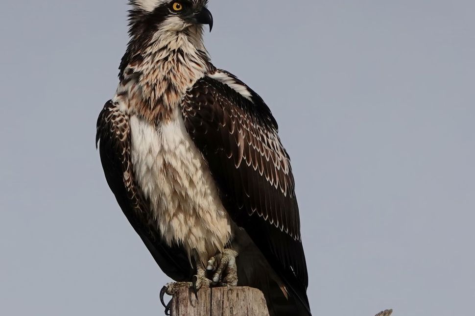 Visarend | Vogelbescherming