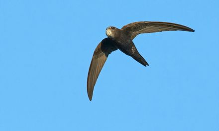 Gierzwaluw | Vogelbescherming