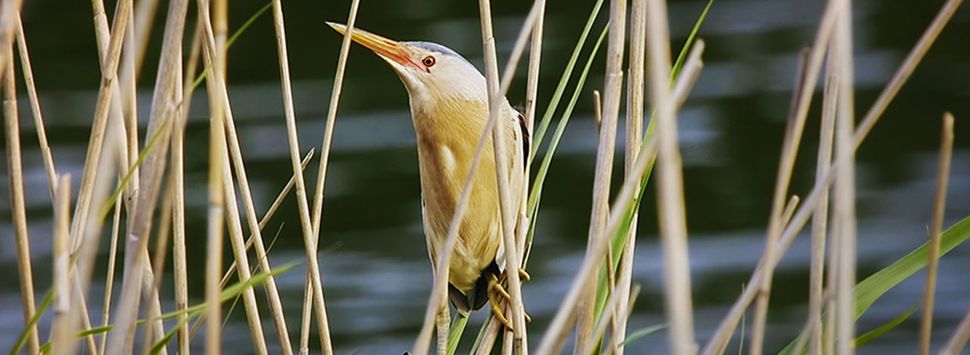 TV-tip: Nederland, Waterland, Vogelland | Vogelbescherming