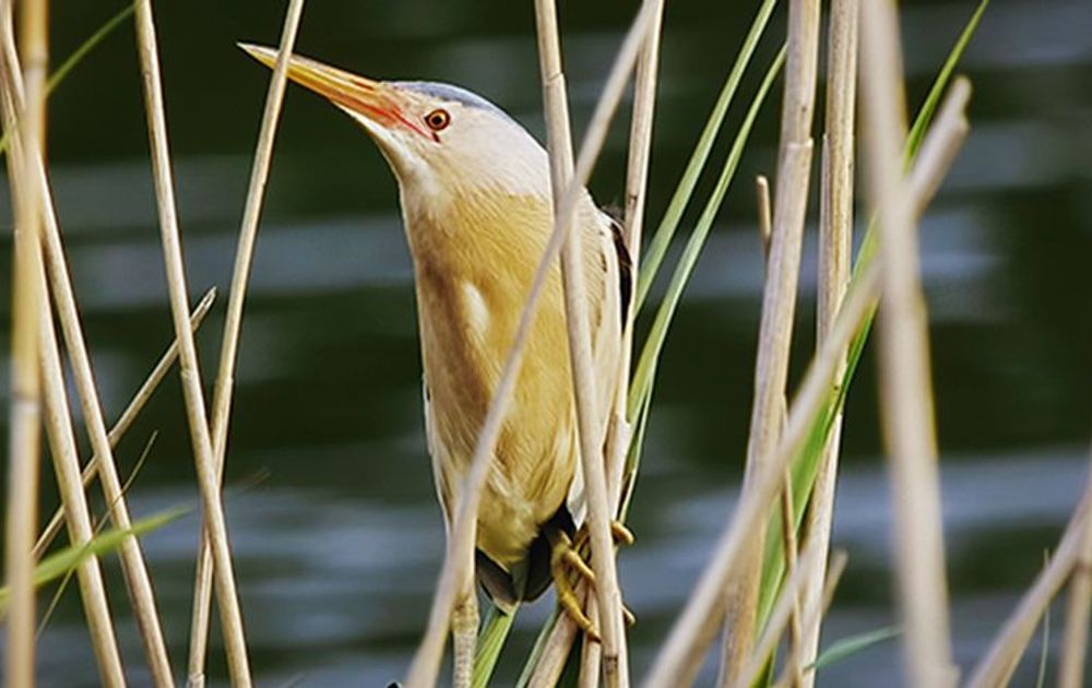 TV-tip: Nederland, Waterland, Vogelland | Vogelbescherming