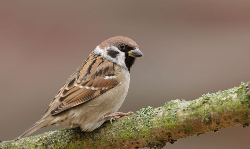 Ringmus | Vogelbescherming