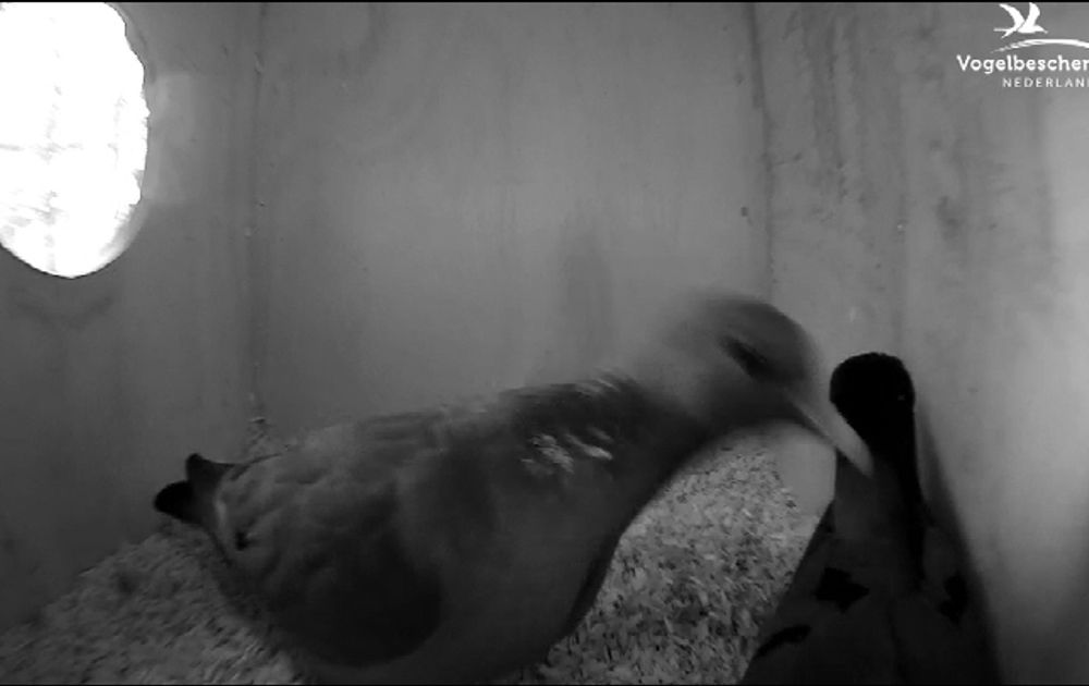 Holenduiven op zoek | Vogelbescherming