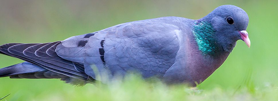 Even voorstellen: de holenduif | Vogelbescherming