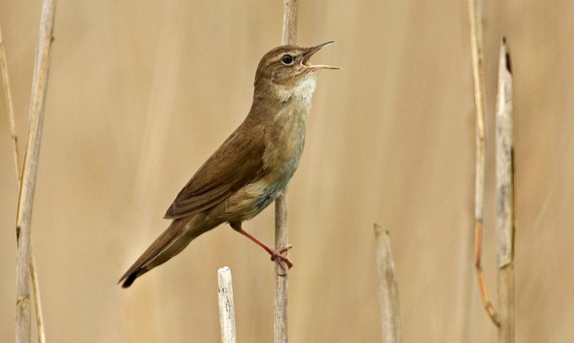 Snor | Vogelbescherming
