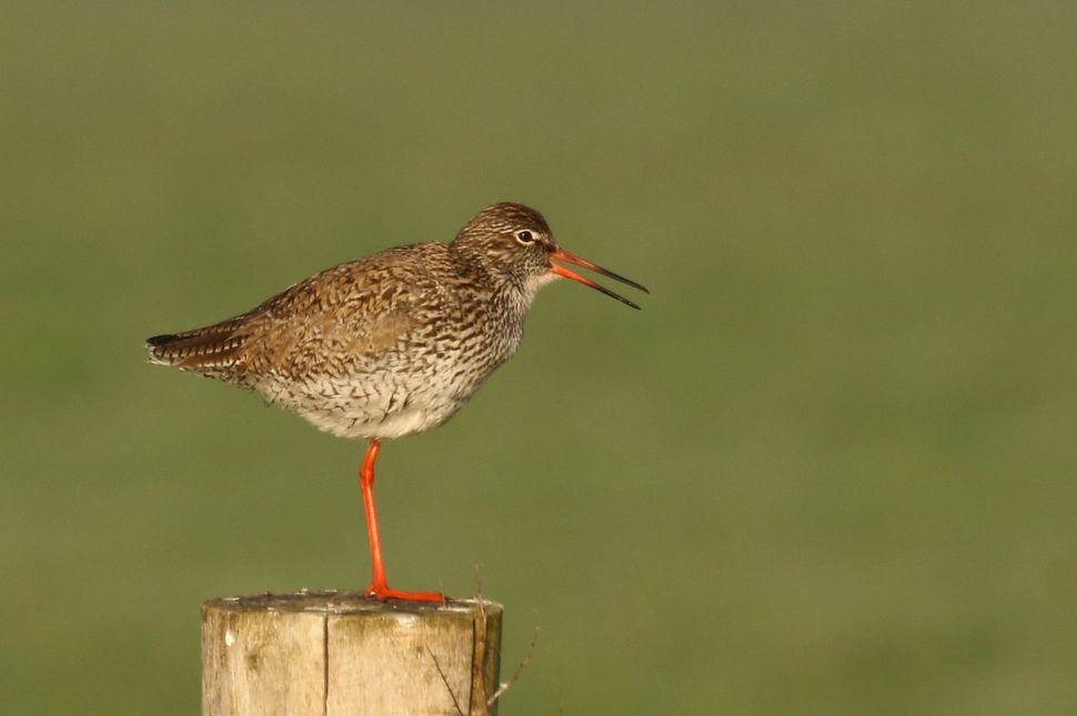Op 1 poot | Vogelbescherming