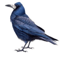Zwarte kraai | Vogelbescherming