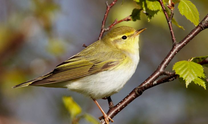 Fluiter | Vogelbescherming