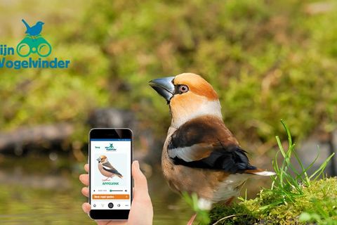 Fluiter | Vogelbescherming