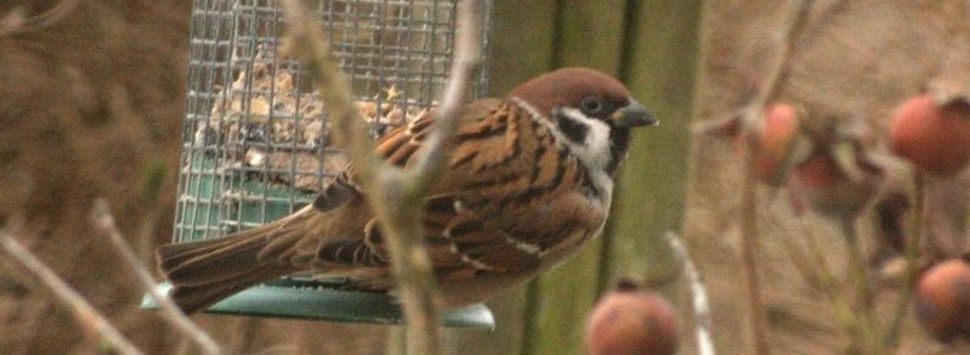 1 mus is geen mus | Vogelbescherming