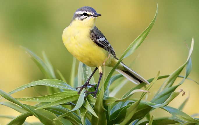 Samen voor vogels en natuur | Vogelbescherming