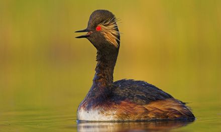 Geoorde fuut | Vogelbescherming