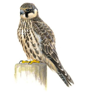 Boomvalk | Vogelbescherming