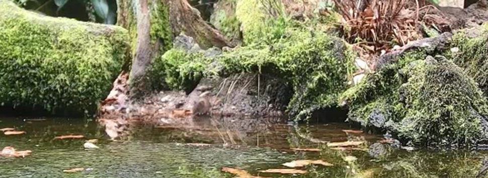 Groen | Vogelbescherming