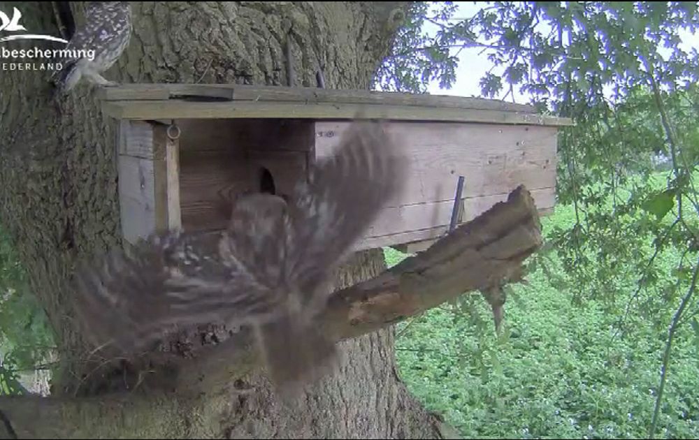 Jonge uil in zicht (Do) | Vogelbescherming