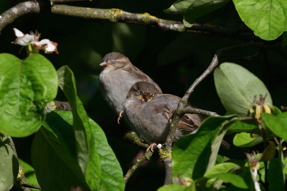 jonge mussen | Vogelbescherming