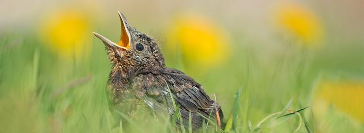 Vogelasiels krap bij kas | Vogelbescherming