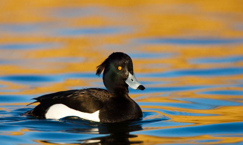 Kuifeend | Vogelbescherming