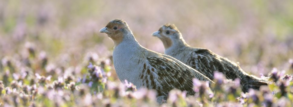 Patrijs in de spotlight | Vogelbescherming