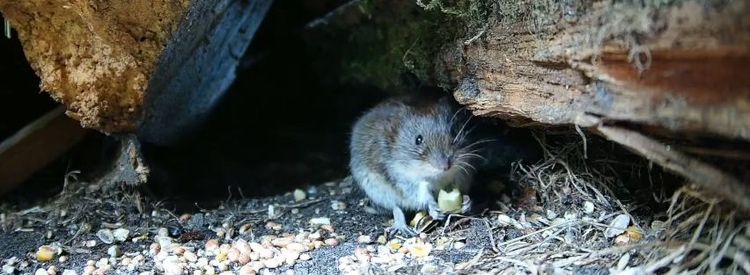 Wat staat er op het menu van de muizen? | Vogelbescherming
