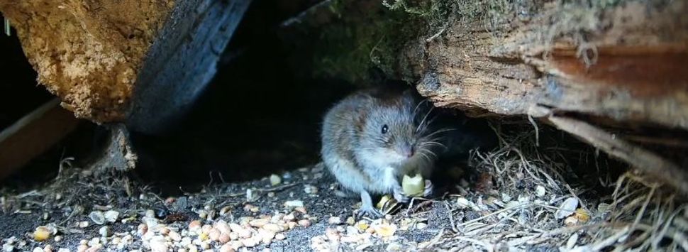 Wat staat er op het menu van de muizen? | Vogelbescherming