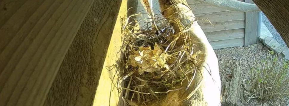 Terug op het oude nest | Vogelbescherming