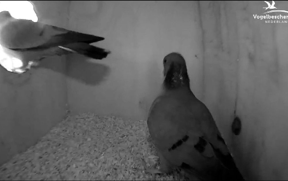Holenduiven, krakers? | Vogelbescherming