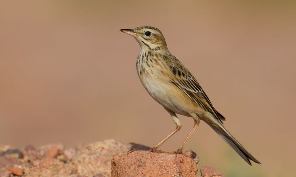 Grote Pieper Vogelbescherming Grote Pieper Vogelbescherming