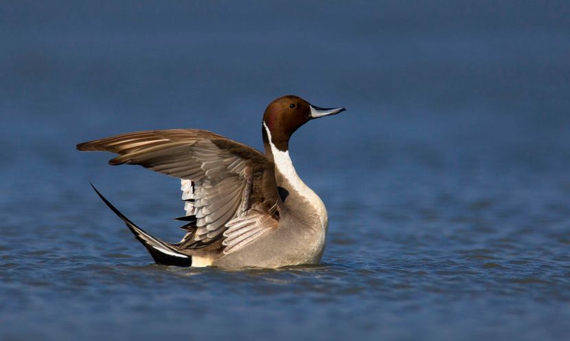 Pijlstaart | Vogelbescherming