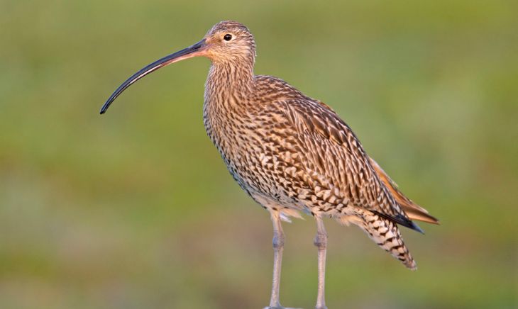 Wulp | Vogelbescherming