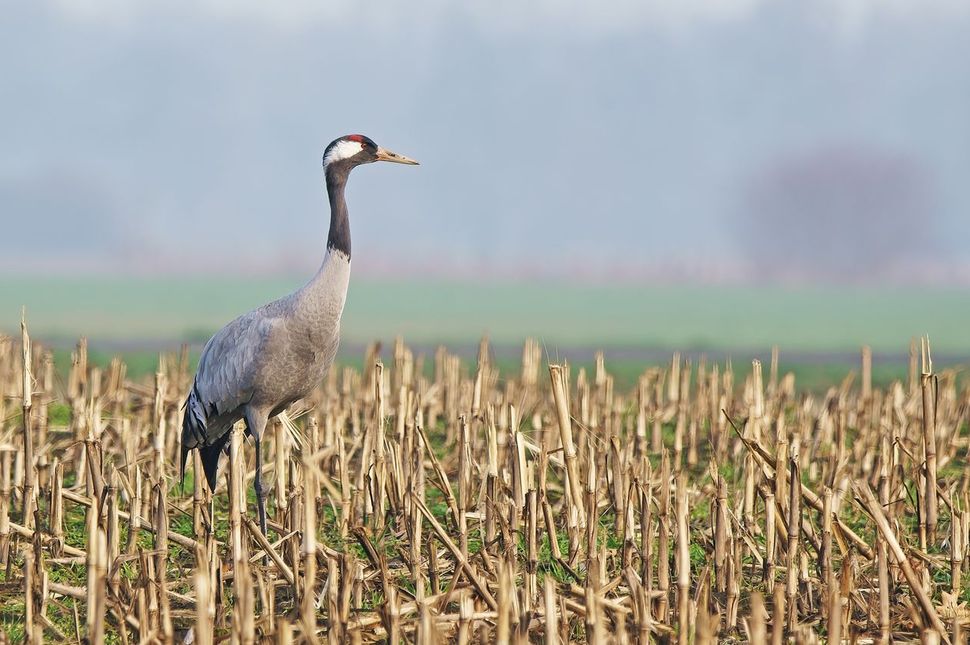 Op de stoppel | Vogelbescherming