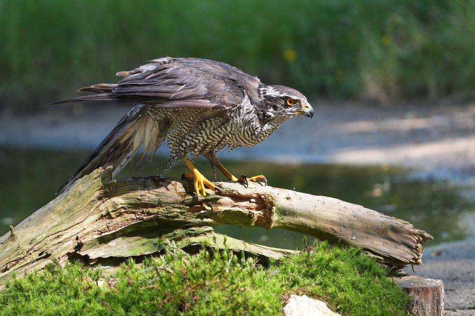 Havik bij bosmeertje | Vogelbescherming