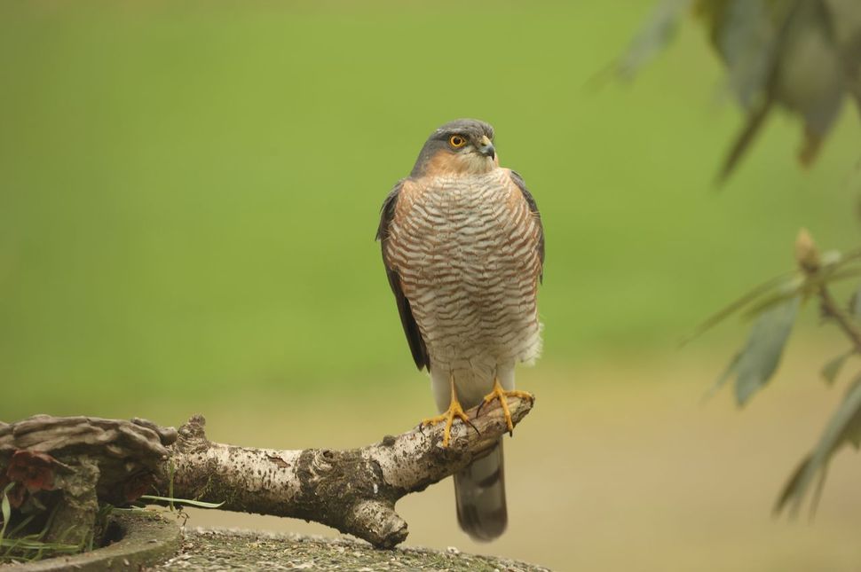 Sperwer in de tuin | Vogelbescherming